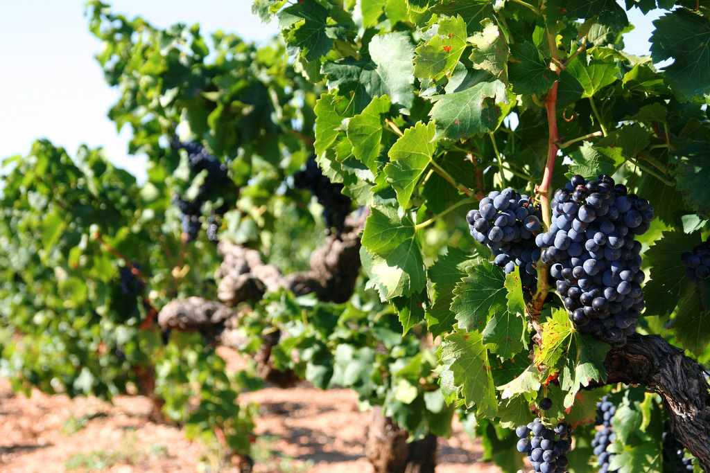 A First-Taste Guide to Gigondas – Opening a Bottle