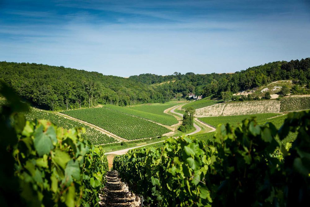 First-Taste Guide to Chablis | Burgundy Wine | Opening a Bottle