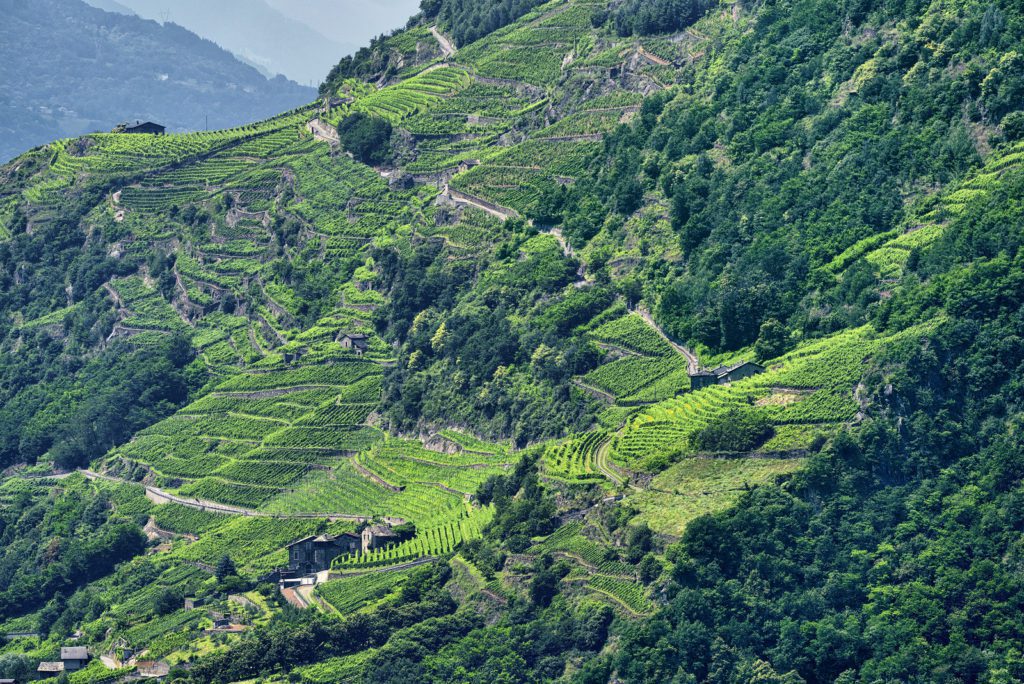 New Obsession: Nino Negri & Valtellina | Wine Profile | Opening a Bottle